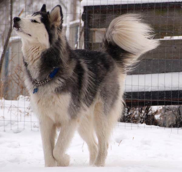 Adorable Photos Of Dogs Loving Snow