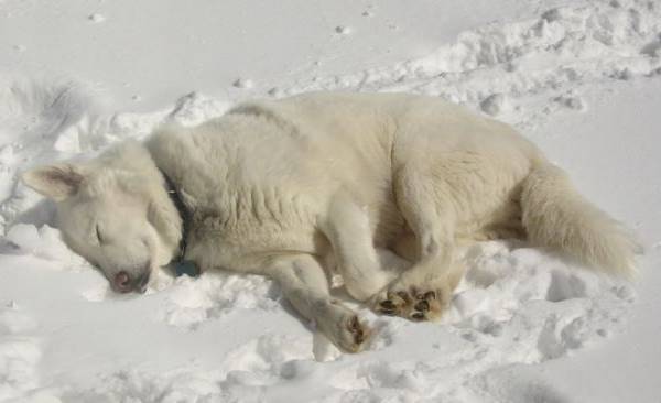 Adorable Photos Of Dogs Loving Snow
