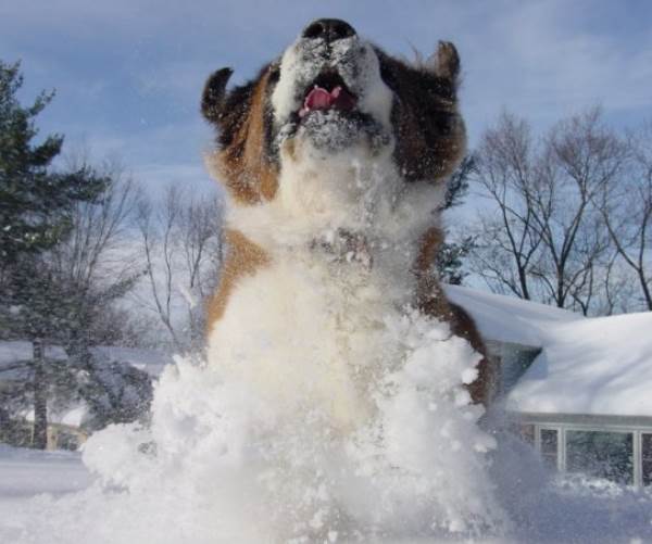Adorable Photos Of Dogs Loving Snow