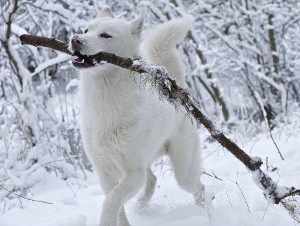 Adorable Photos Of Dogs Loving Snow