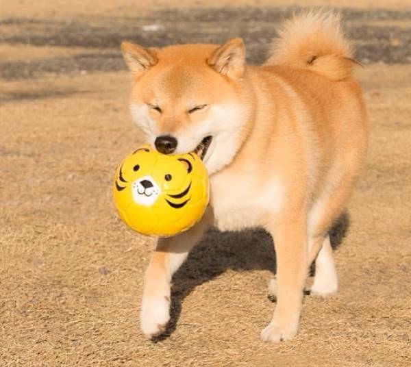 Maru, The Cutest Shiba Inu On Instagram