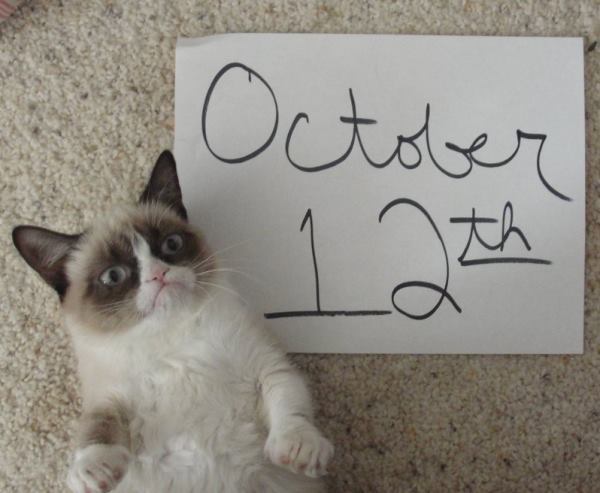 The Forty Cutest Grumpy Cat Pictures