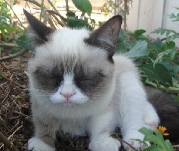 The Forty Cutest Grumpy Cat Pictures