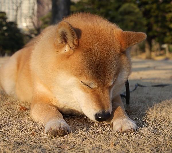 Maru, The Cutest Shiba Inu On Instagram