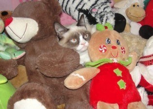 The Forty Cutest Grumpy Cat Pictures