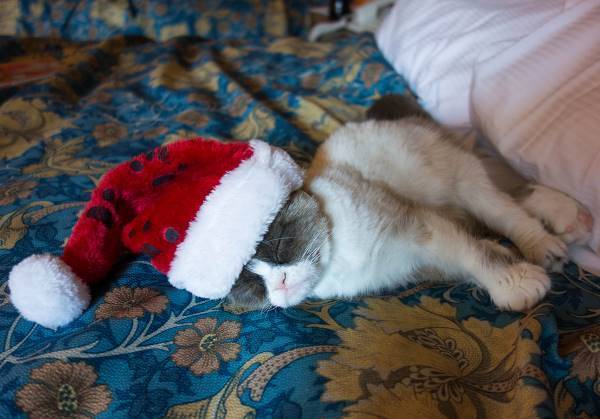 The Forty Cutest Grumpy Cat Pictures