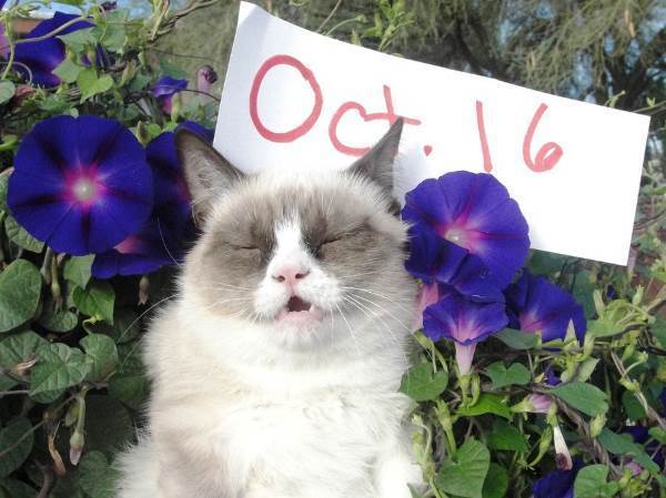 The Forty Cutest Grumpy Cat Pictures