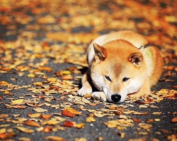 Maru, The Cutest Shiba Inu On Instagram