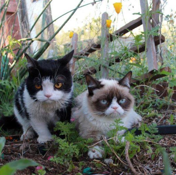 The Forty Cutest Grumpy Cat Pictures