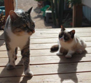 The Forty Cutest Grumpy Cat Pictures