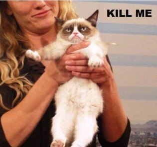 The Forty Cutest Grumpy Cat Pictures