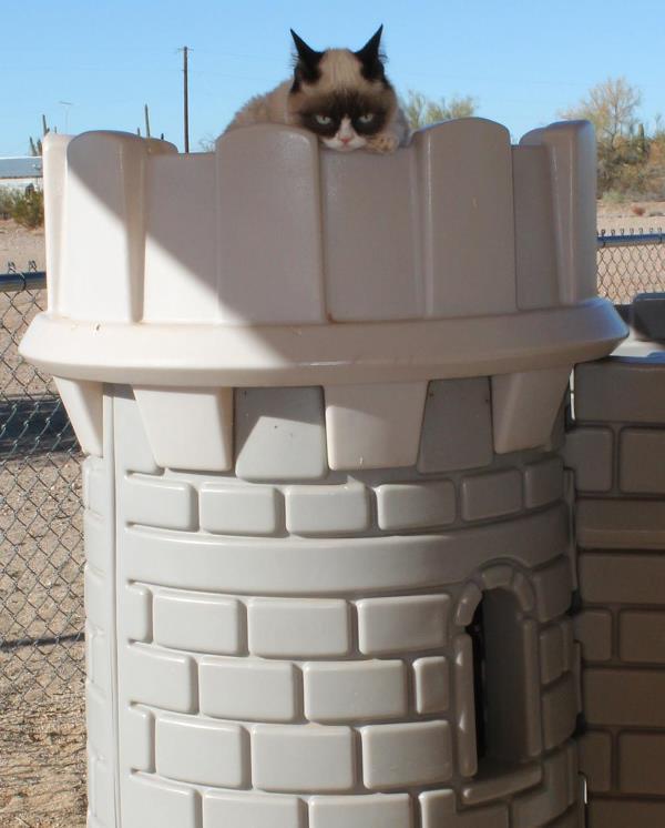 The Forty Cutest Grumpy Cat Pictures