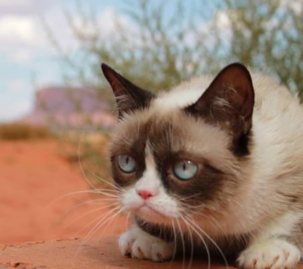 The Forty Cutest Grumpy Cat Pictures