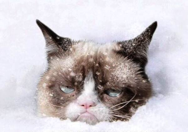 The Forty Cutest Grumpy Cat Pictures