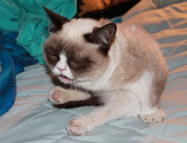 The Forty Cutest Grumpy Cat Pictures