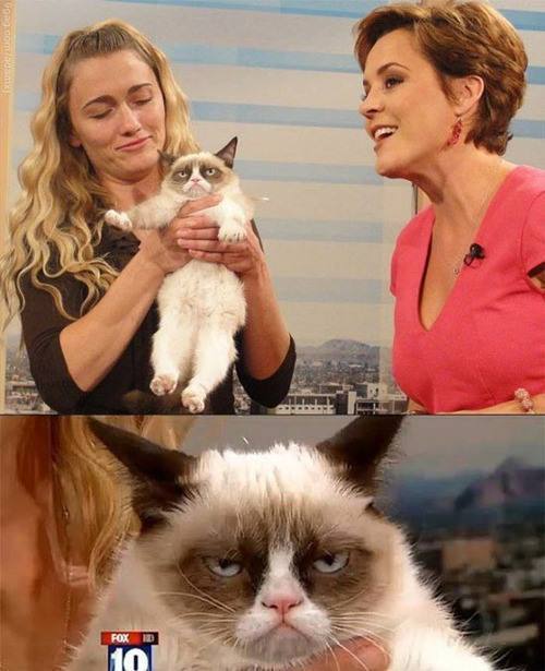 The Forty Cutest Grumpy Cat Pictures