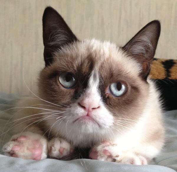 The Forty Cutest Grumpy Cat Pictures