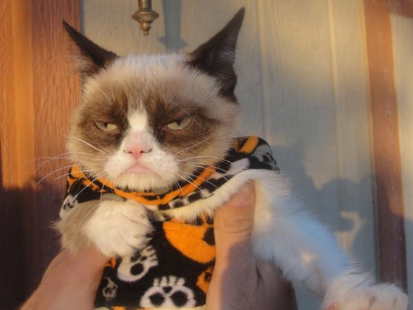The Forty Cutest Grumpy Cat Pictures