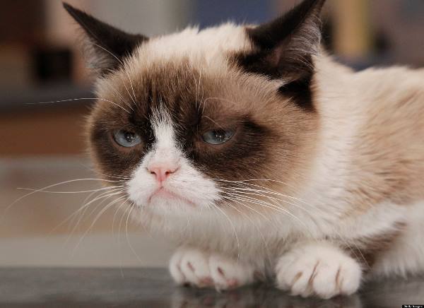 The Forty Cutest Grumpy Cat Pictures