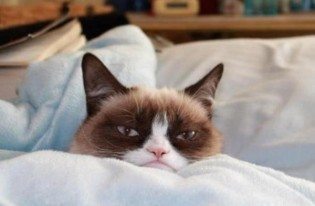 The Forty Cutest Grumpy Cat Pictures