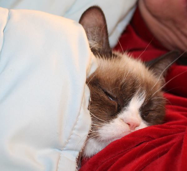 The Forty Cutest Grumpy Cat Pictures