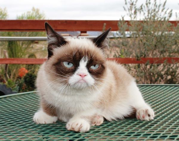 The Forty Cutest Grumpy Cat Pictures