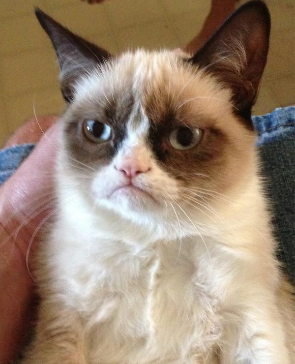 The Forty Cutest Grumpy Cat Pictures