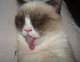 The Forty Cutest Grumpy Cat Pictures