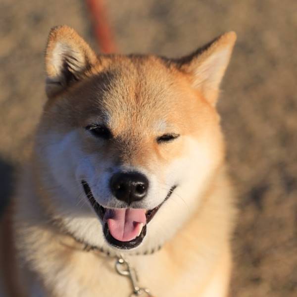 Maru, The Cutest Shiba Inu On Instagram