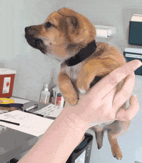The Cutest Dog GIFs Ever