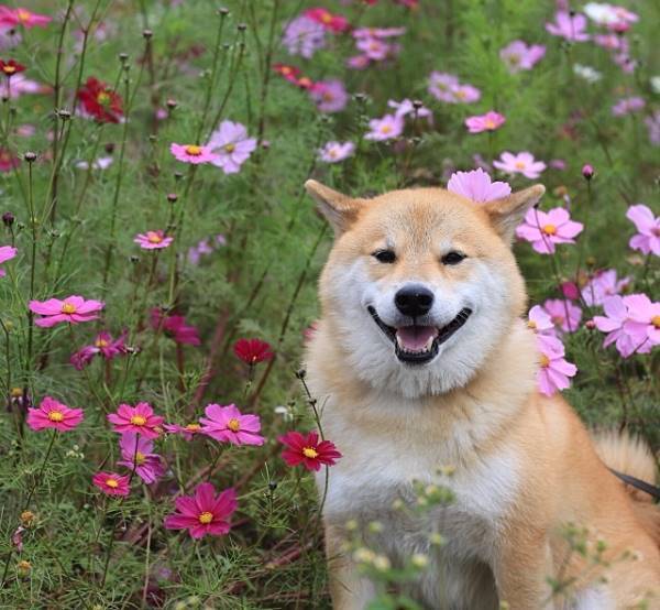 Maru, The Cutest Shiba Inu On Instagram
