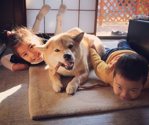 Maru, The Cutest Shiba Inu On Instagram