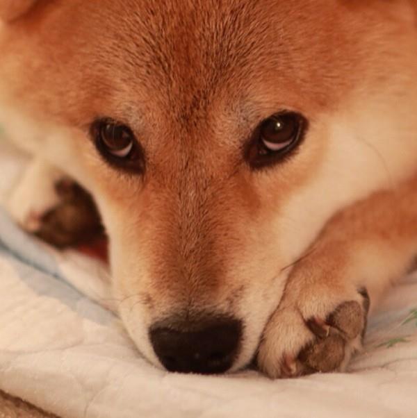 Maru, The Cutest Shiba Inu On Instagram