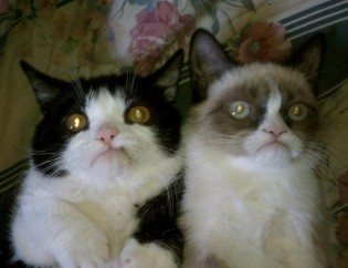 The Forty Cutest Grumpy Cat Pictures