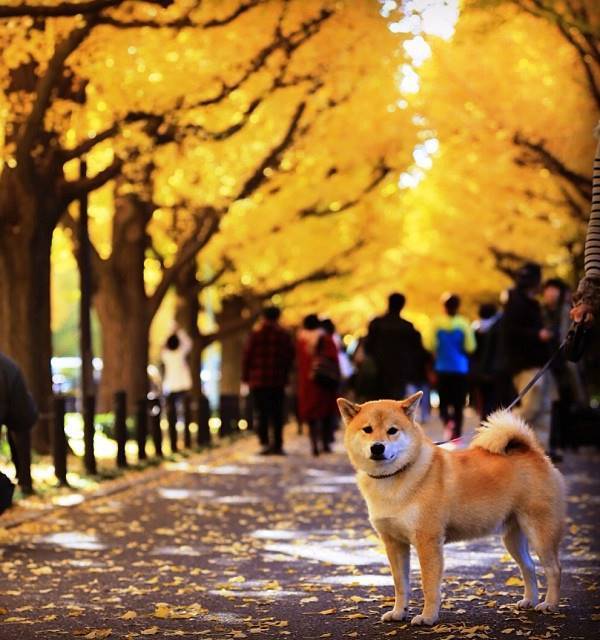 Maru, The Cutest Shiba Inu On Instagram