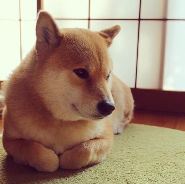 Maru, The Cutest Shiba Inu On Instagram