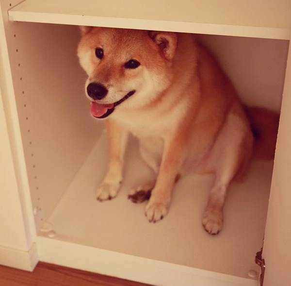 Maru, The Cutest Shiba Inu On Instagram