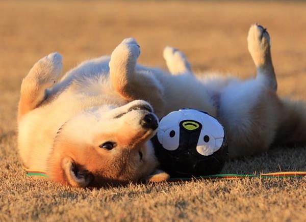 Maru, The Cutest Shiba Inu On Instagram