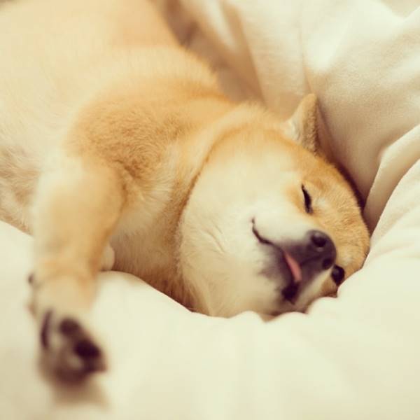 Maru, The Cutest Shiba Inu On Instagram