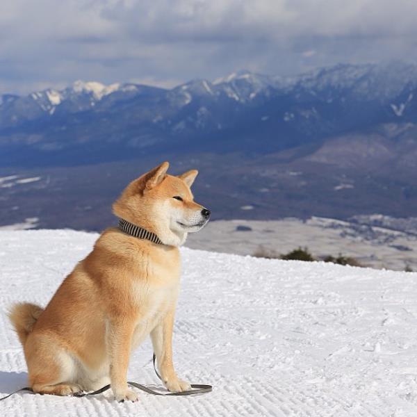Maru, The Cutest Shiba Inu On Instagram