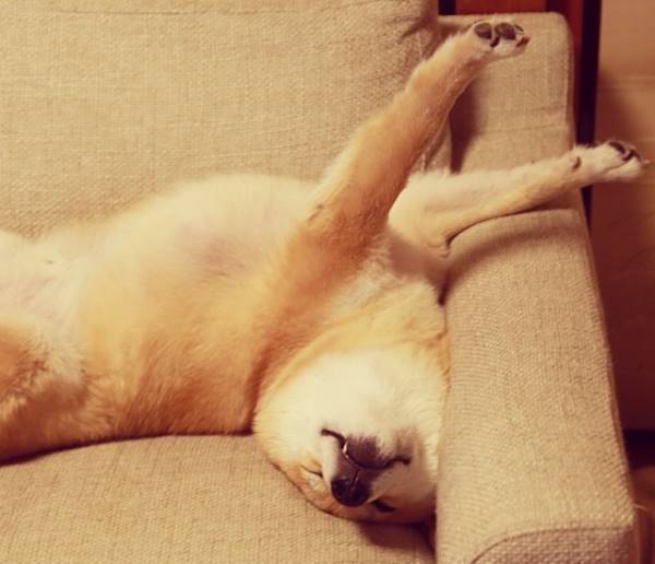 Maru, The Cutest Shiba Inu On Instagram