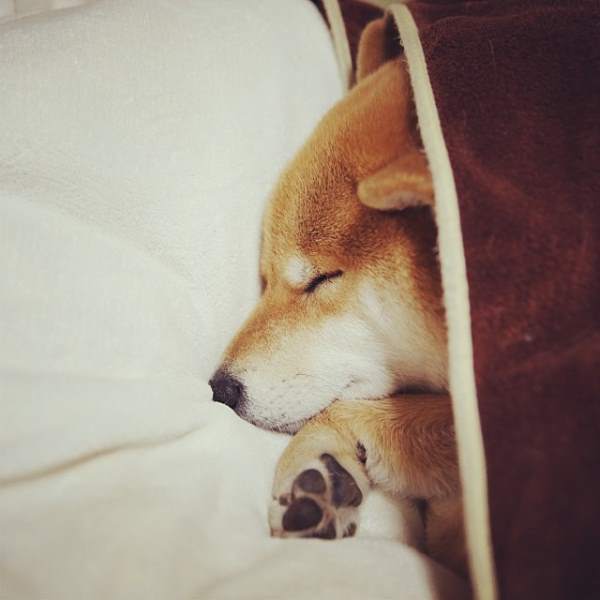 Maru, The Cutest Shiba Inu On Instagram