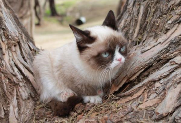 The Forty Cutest Grumpy Cat Pictures