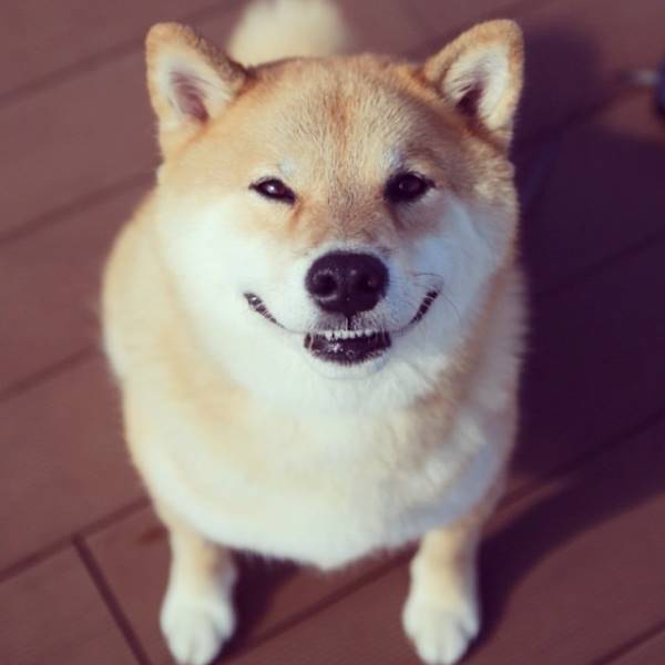 Maru, The Cutest Shiba Inu On Instagram