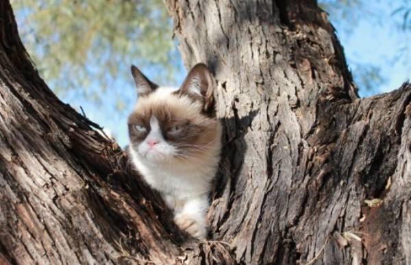 The Forty Cutest Grumpy Cat Pictures