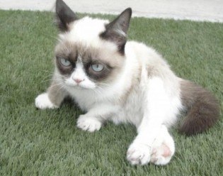 The Forty Cutest Grumpy Cat Pictures