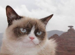 The Forty Cutest Grumpy Cat Pictures
