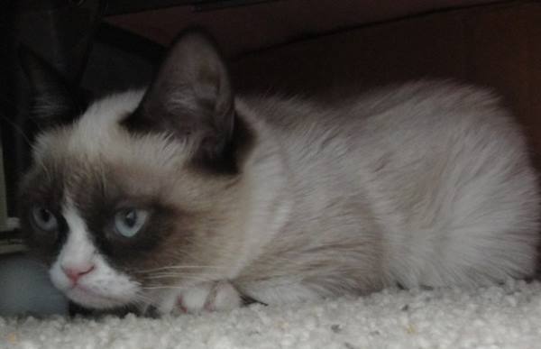 The Forty Cutest Grumpy Cat Pictures