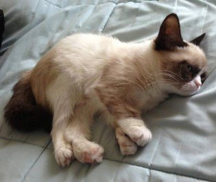 The Forty Cutest Grumpy Cat Pictures