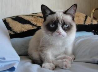 The Forty Cutest Grumpy Cat Pictures